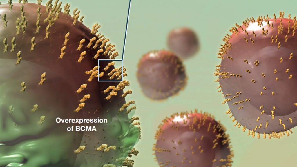 BiTE-terapi riktad mot BCMA lovande vid svårbehandlad myelom - Onkologi ...